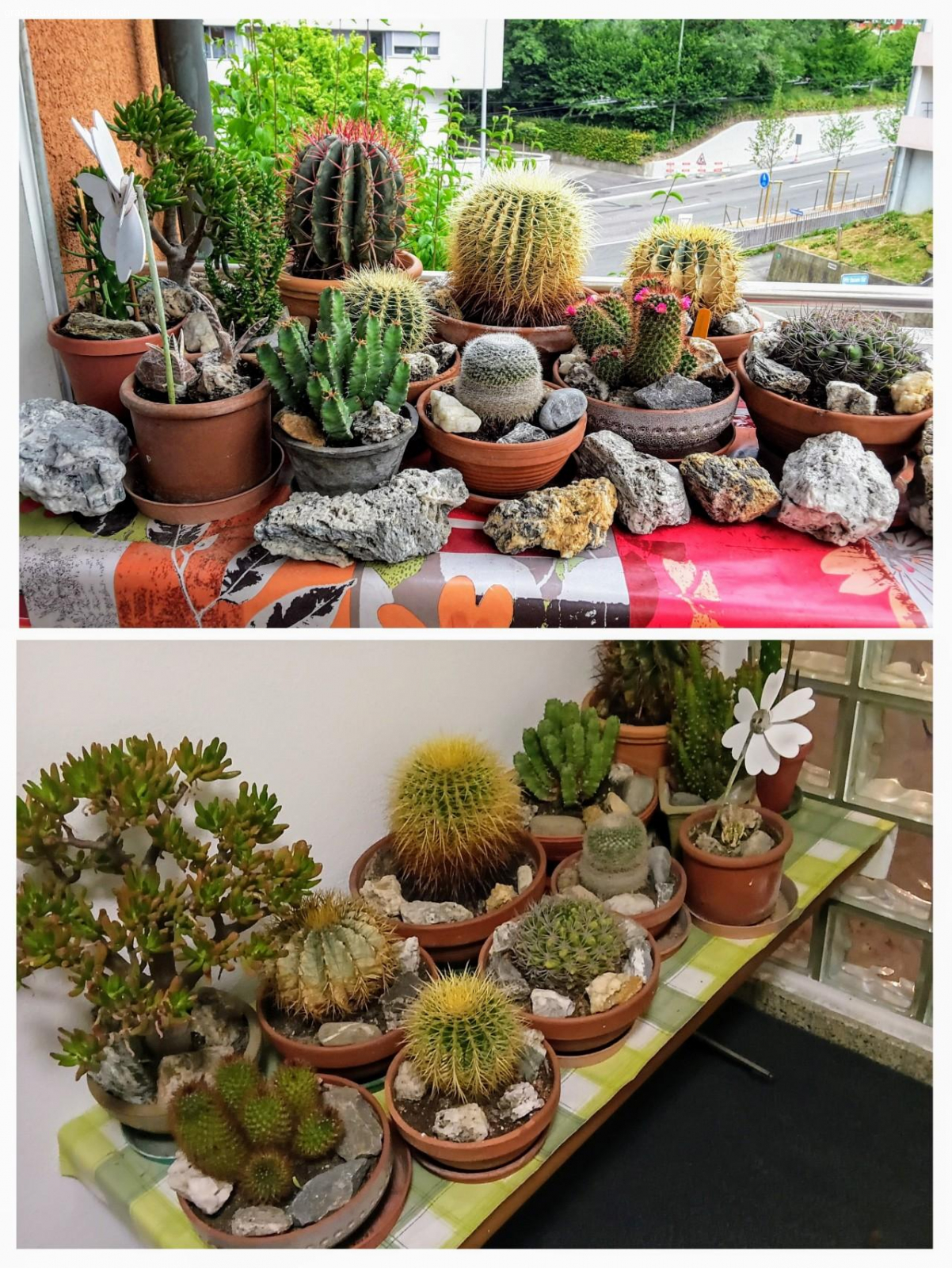 Alles Fur Garten Zu Verschenken In Koln